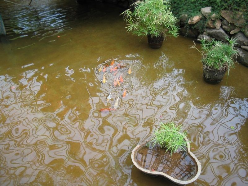 gold fishes in the butterfly park pond